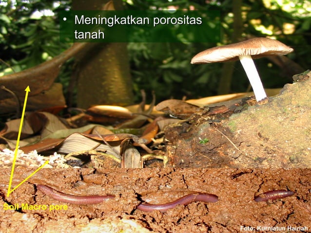 Pemanfaatan Limbah Padat Industri Rokok | PPT