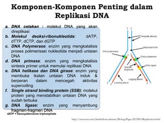 Pemanfaatan pcr dalam diagnosis | PPTX
