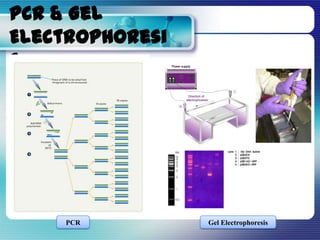Pemanfaatan pcr dalam diagnosis | PPTX