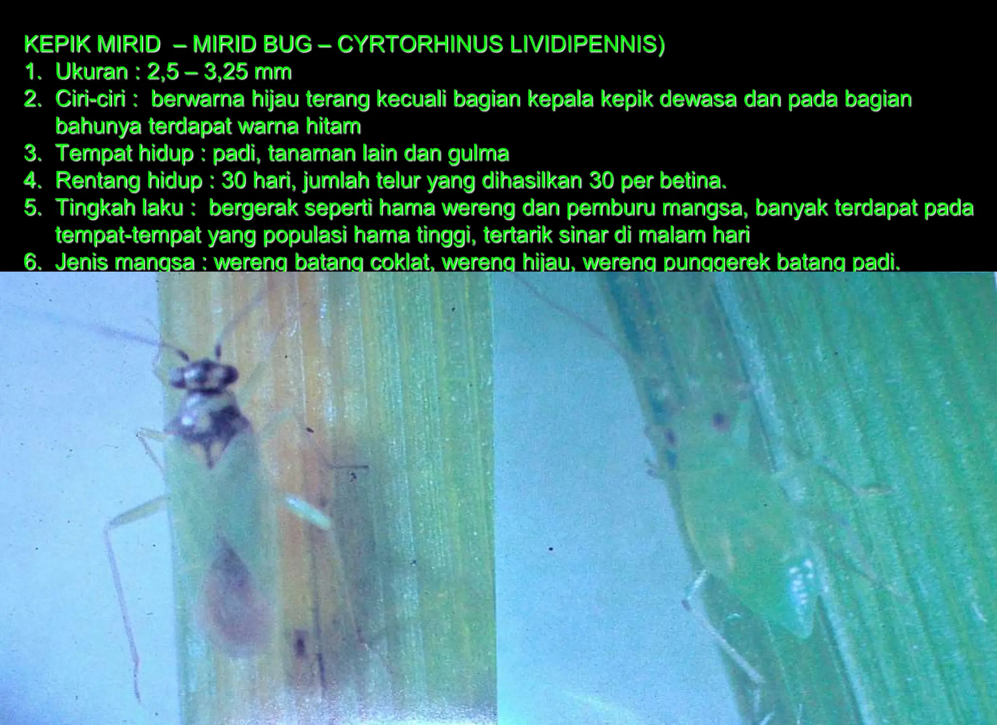 Pemanfaatan Predator dan Parasitoid dalam mengendalikan OPT Tanaman ...