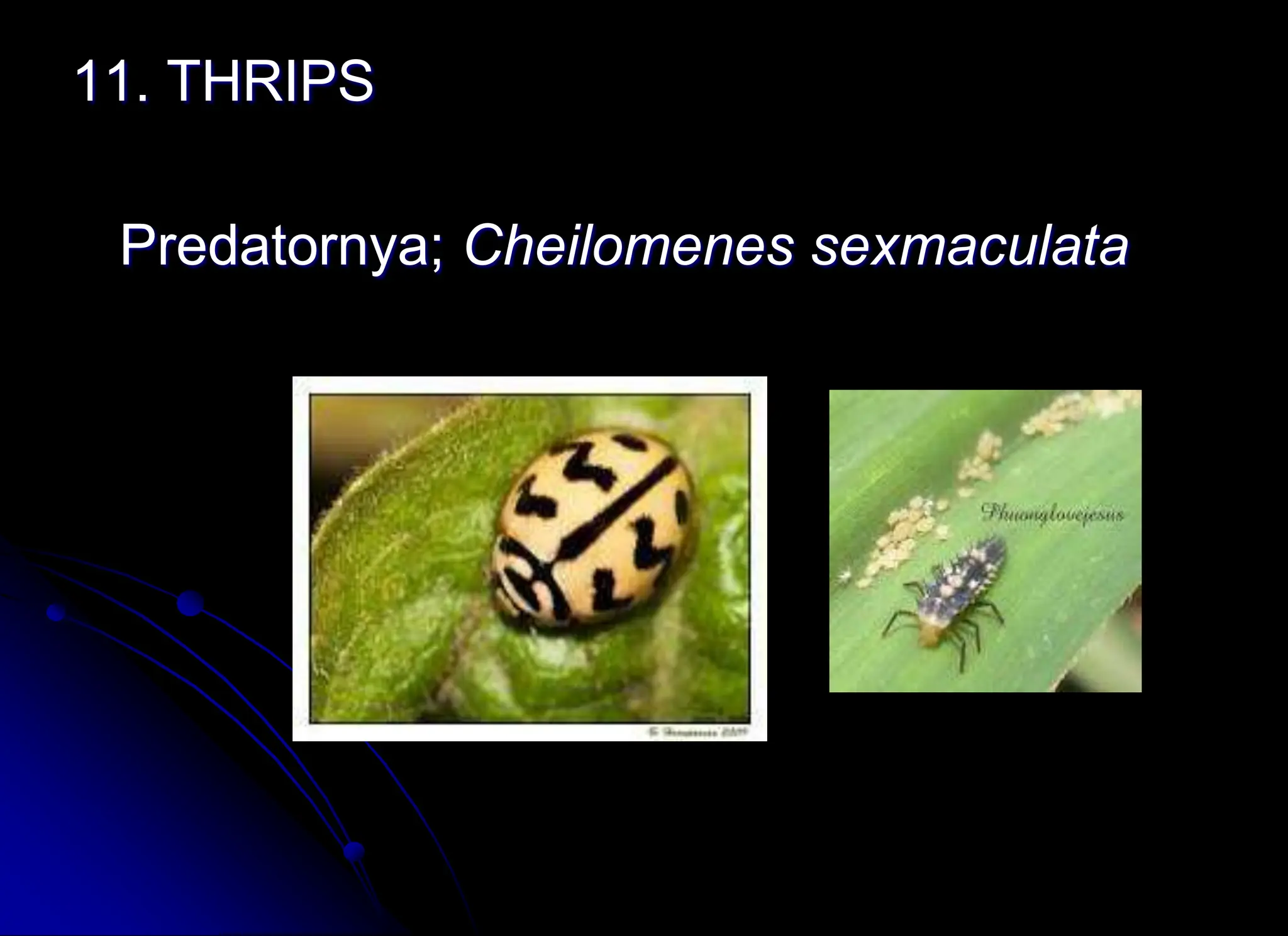 Pemanfaatan Predator dan Parasitoid dalam mengendalikan OPT Tanaman ...