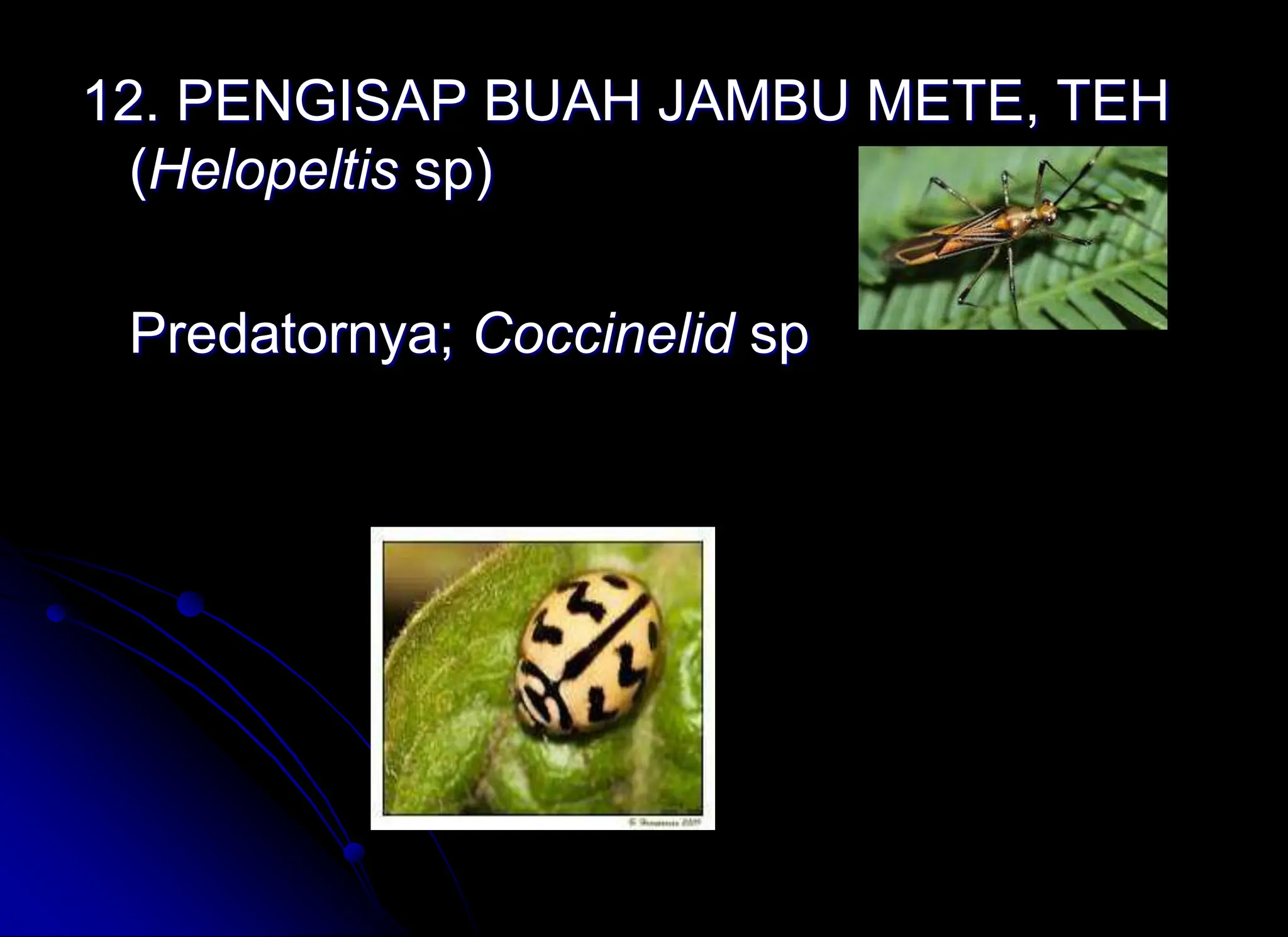 Pemanfaatan Predator dan Parasitoid dalam mengendalikan OPT Tanaman ...