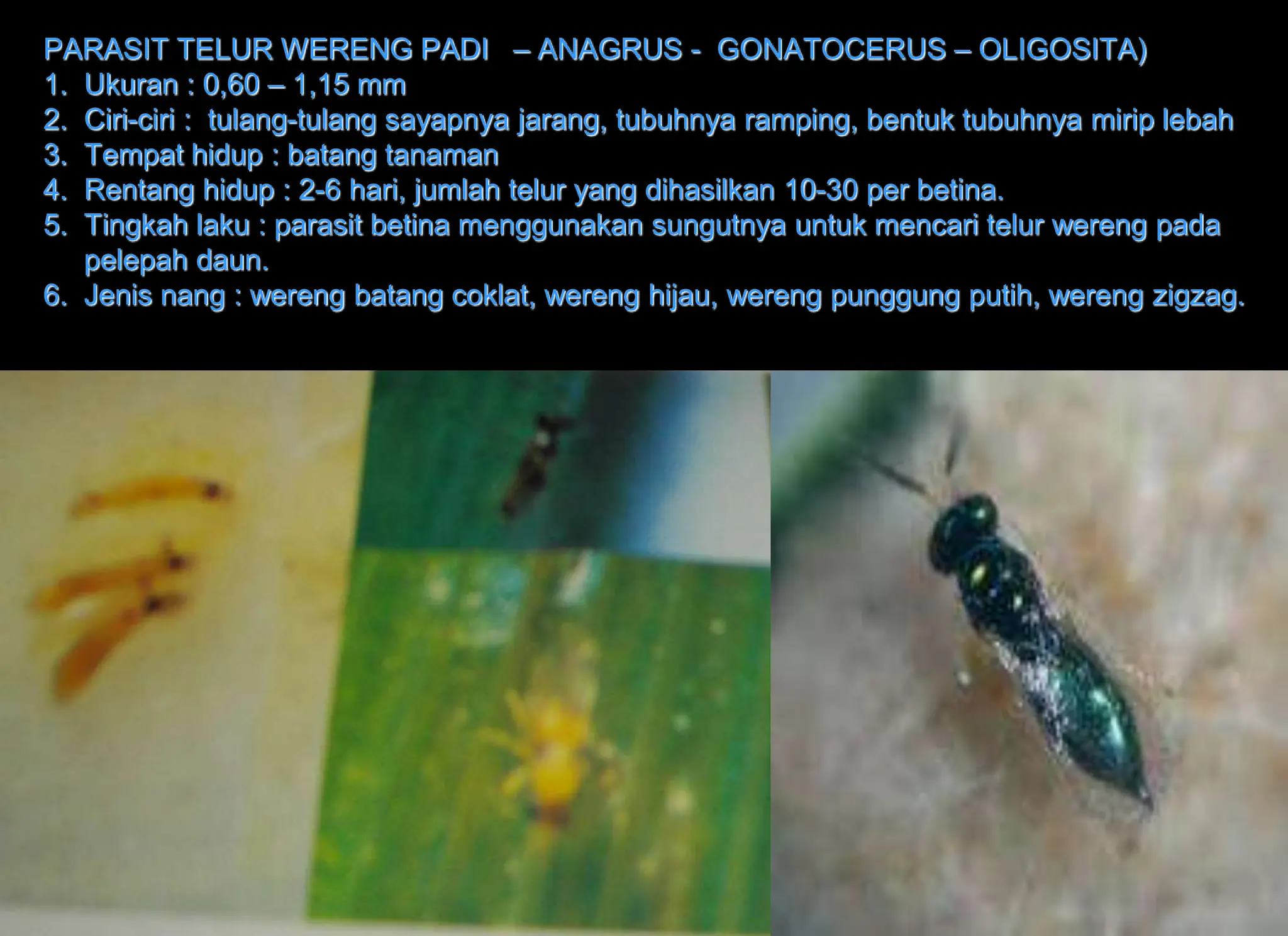 Pemanfaatan Predator dan Parasitoid dalam mengendalikan OPT Tanaman ...