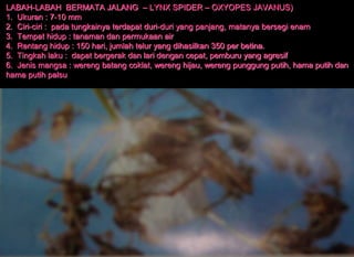Pemanfaatan Predator dan Parasitoid dalam mengendalikan OPT Tanaman ...