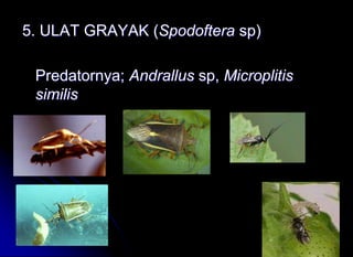 Pemanfaatan Predator dan Parasitoid dalam mengendalikan OPT Tanaman ...
