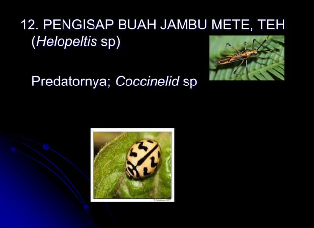 Pemanfaatan Predator dan Parasitoid dalam mengendalikan OPT Tanaman ...