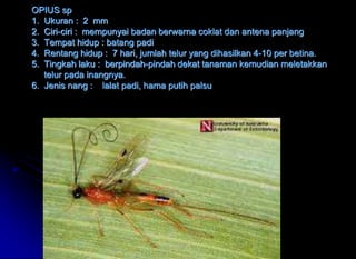Pemanfaatan Predator dan Parasitoid dalam mengendalikan OPT Tanaman ...