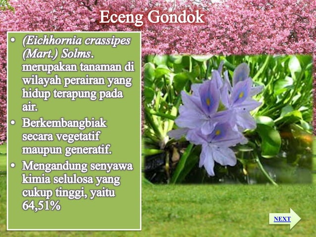 Pemanfaatan Selulosa Asetat Eceng Gondok | PPTX