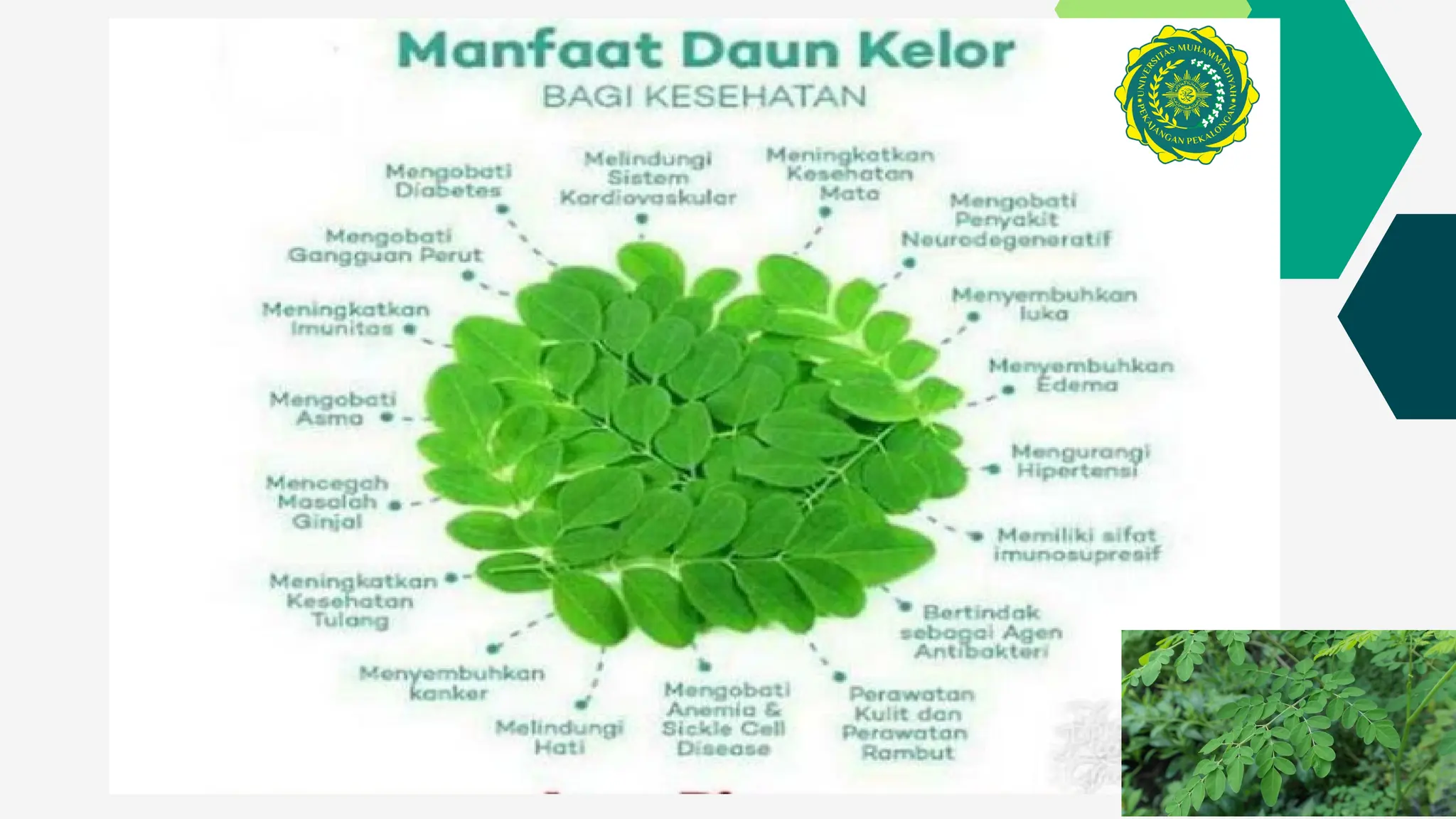 Pemanfaatan Tanaman Kelor Untuk Pencegahan Stunting dan Obat Herbal.pptx