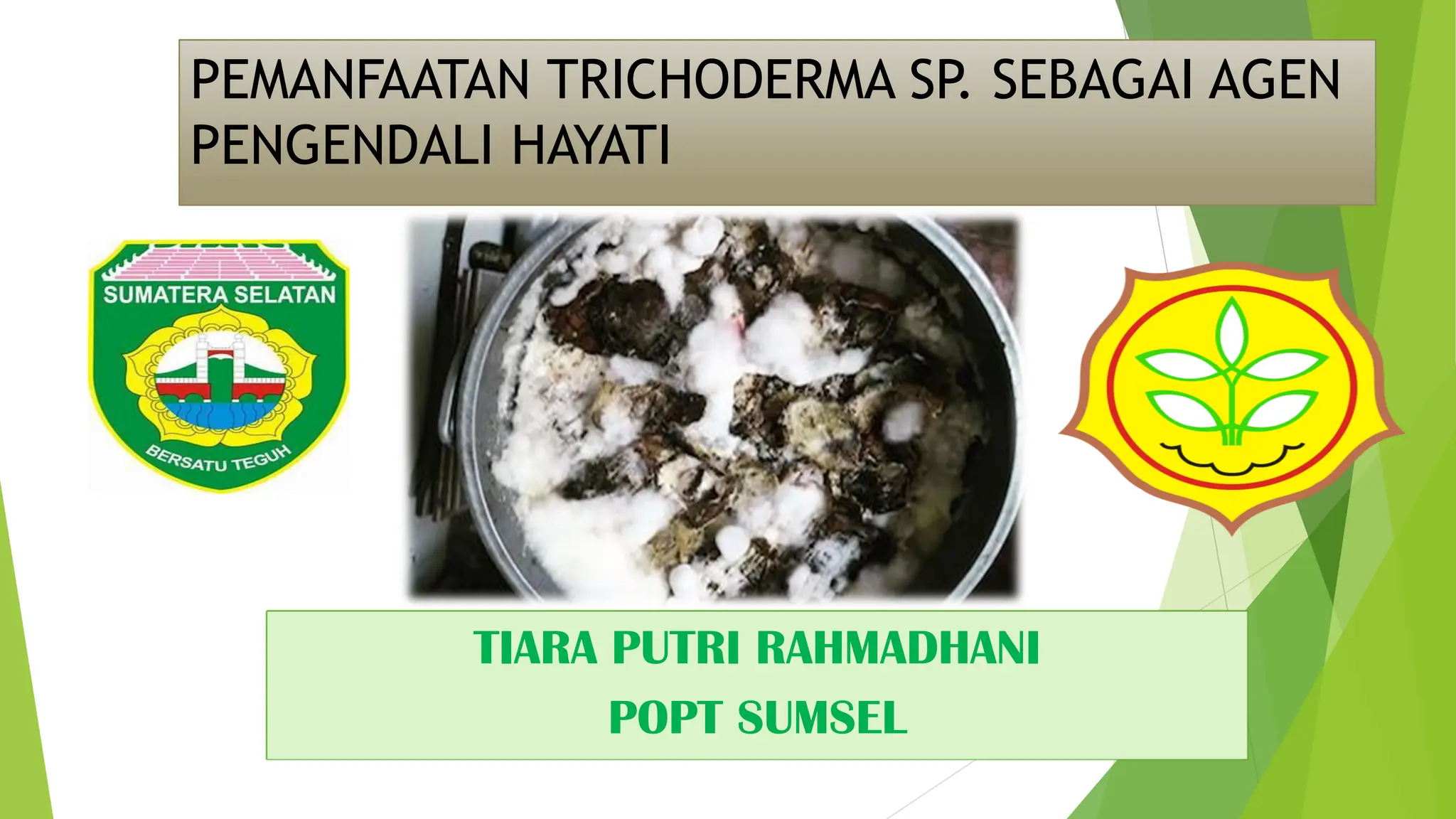 Pemanfaatan Trichoderma sp, Sebagai Agensia Antagonis | PDF
