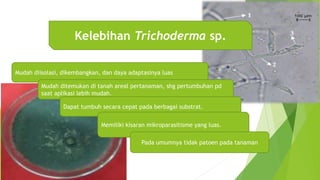 Pemanfaatan Trichoderma sp, Sebagai Agensia Antagonis | PDF