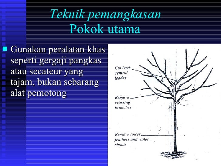 Pemangkasan Tanaman Landskap
