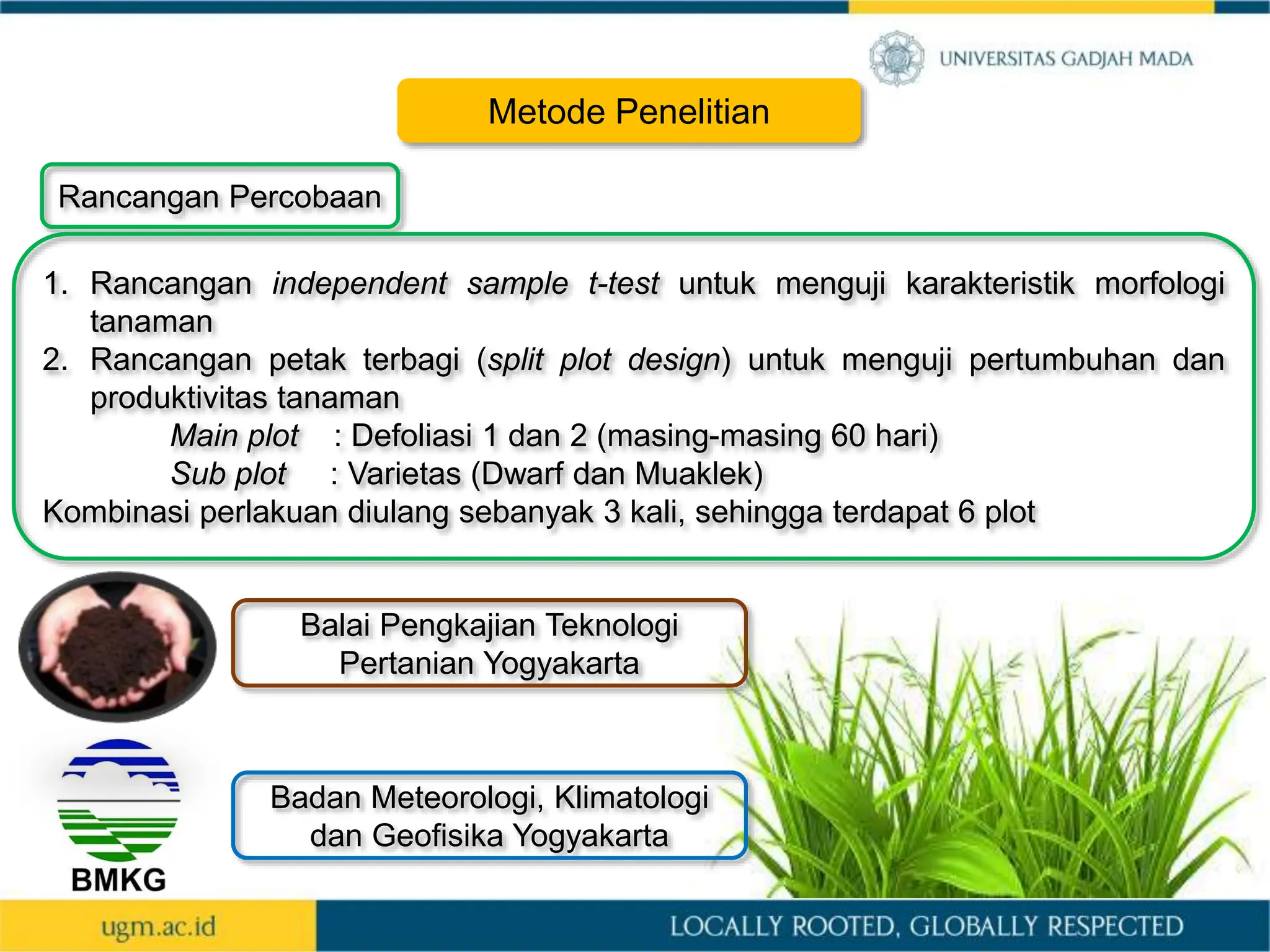 Karakteristik Morfologi, Pertumbuhan dan produktivitas Rumput Gajah ...