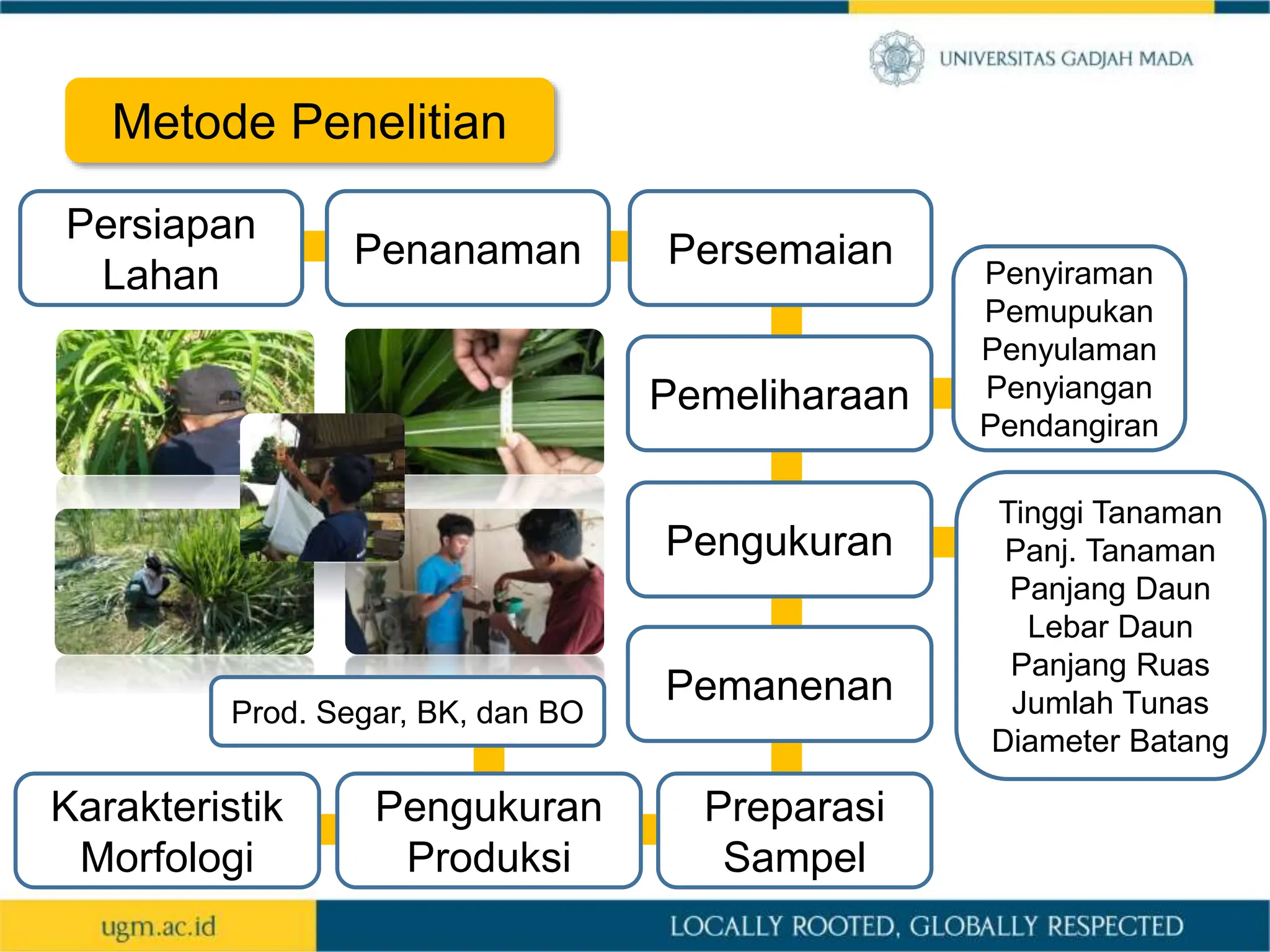 Karakteristik Morfologi, Pertumbuhan dan produktivitas Rumput Gajah ...