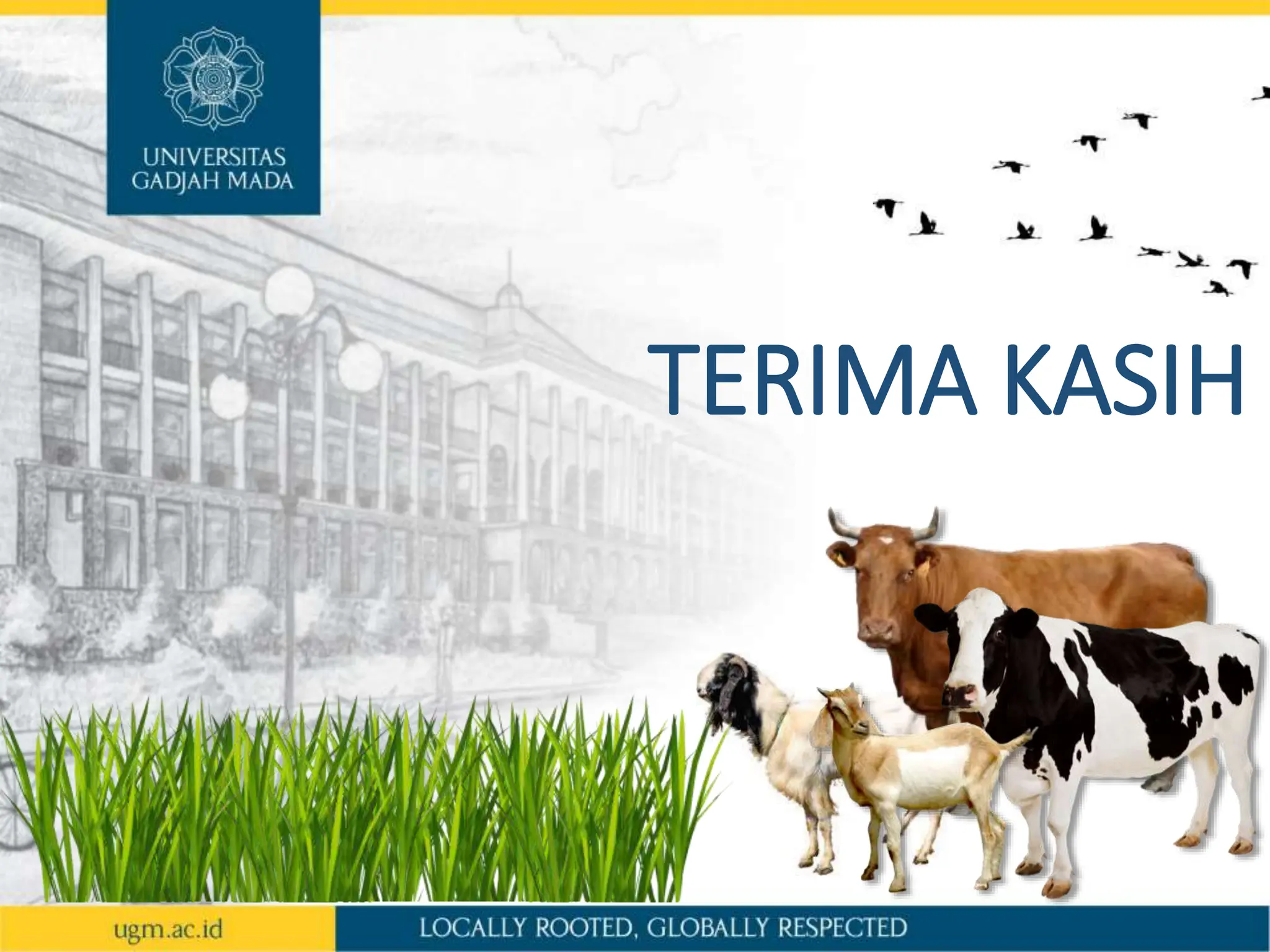 Karakteristik Morfologi, Pertumbuhan dan produktivitas Rumput Gajah ...