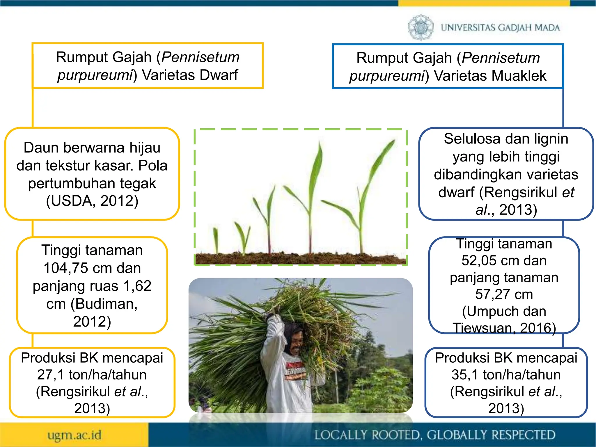 Karakteristik Morfologi, Pertumbuhan dan produktivitas Rumput Gajah ...
