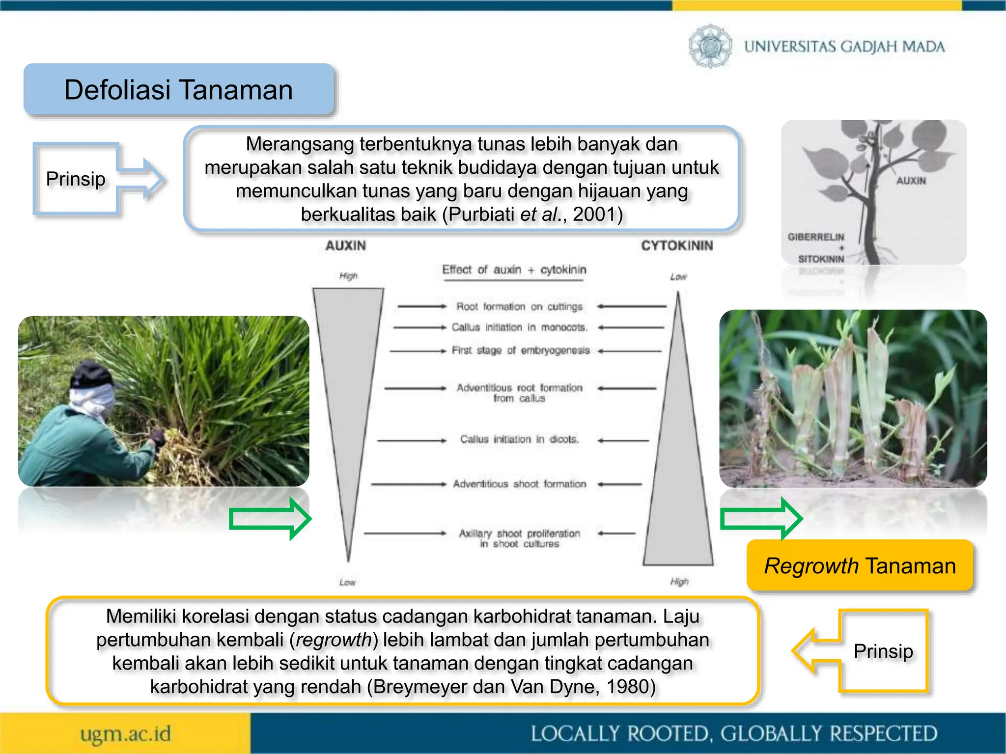 Karakteristik Morfologi, Pertumbuhan dan produktivitas Rumput Gajah ...