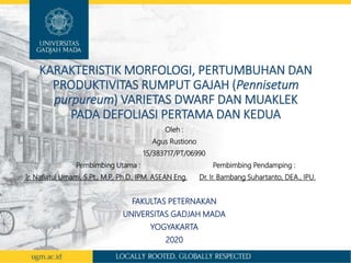 Karakteristik Morfologi, Pertumbuhan dan produktivitas Rumput Gajah ...
