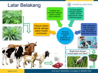 Karakteristik Morfologi, Pertumbuhan dan produktivitas Rumput Gajah ...