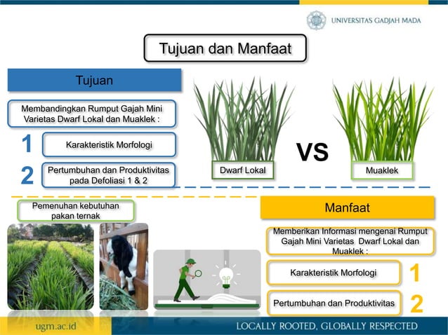 Karakteristik Morfologi, Pertumbuhan dan produktivitas Rumput Gajah ...