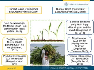 Karakteristik Morfologi, Pertumbuhan dan produktivitas Rumput Gajah ...