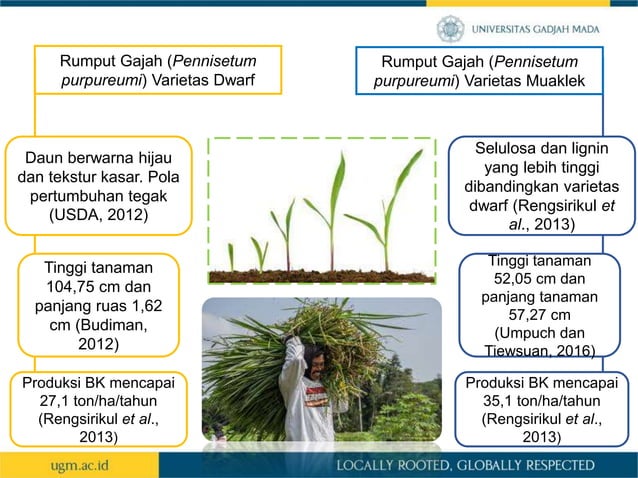 Karakteristik Morfologi, Pertumbuhan dan produktivitas Rumput Gajah ...