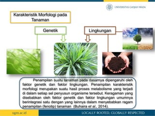 Karakteristik Morfologi, Pertumbuhan dan produktivitas Rumput Gajah ...