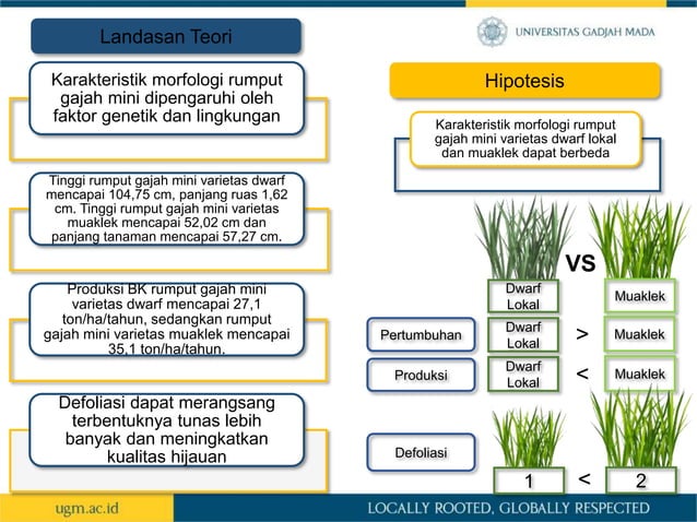 Karakteristik Morfologi, Pertumbuhan dan produktivitas Rumput Gajah ...