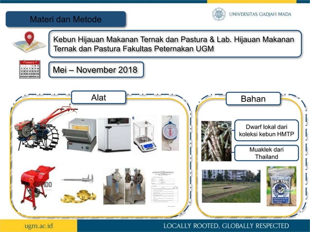 Karakteristik Morfologi, Pertumbuhan dan produktivitas Rumput Gajah ...