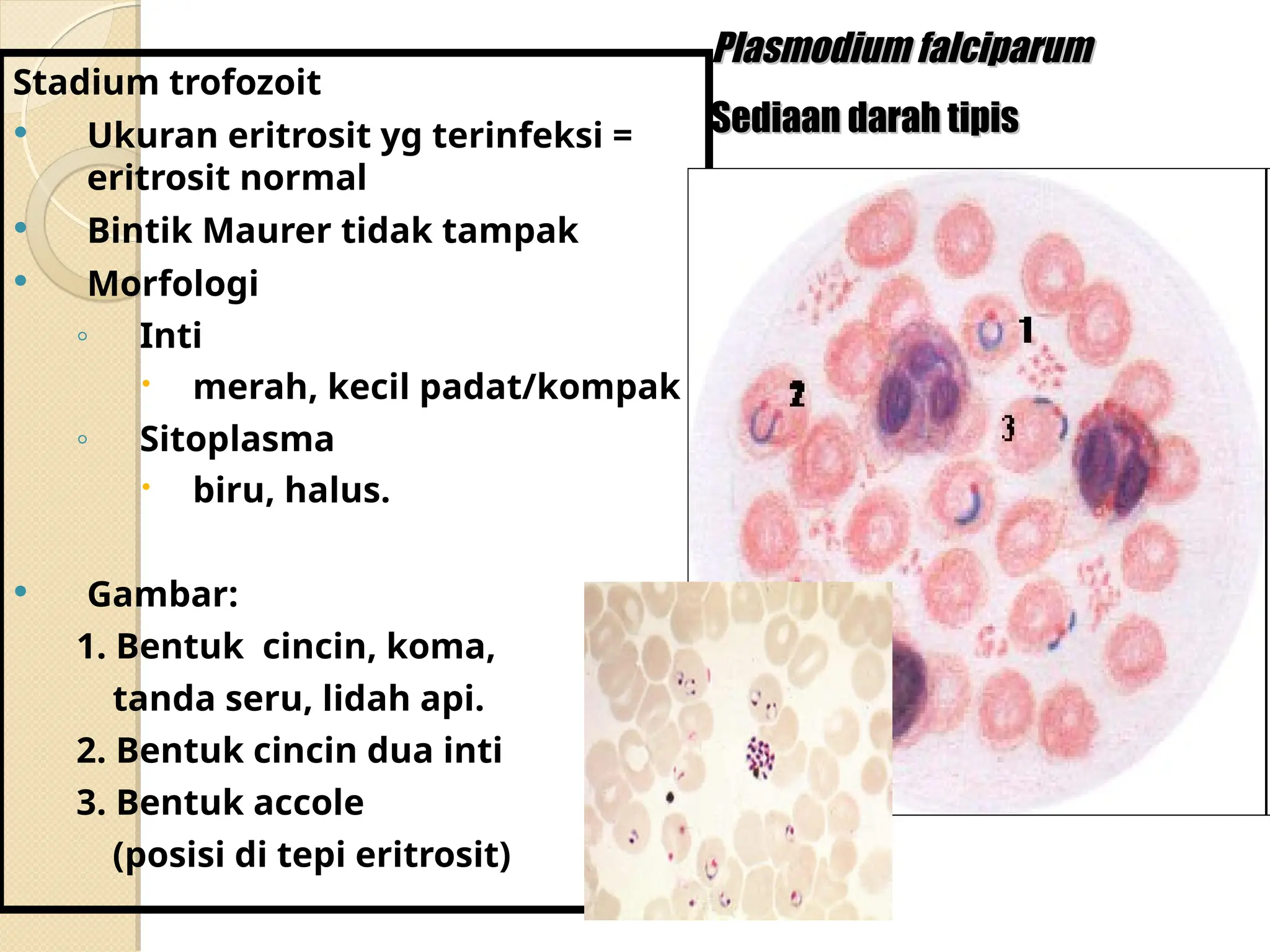 PEMBACAAN SEDIAAN DAN MORFOLOGI-1 [Autosaved].ppt