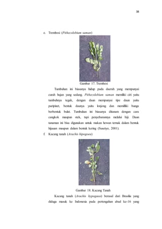 Pembahasan legume | DOCX