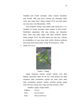Pembahasan rumput | DOCX