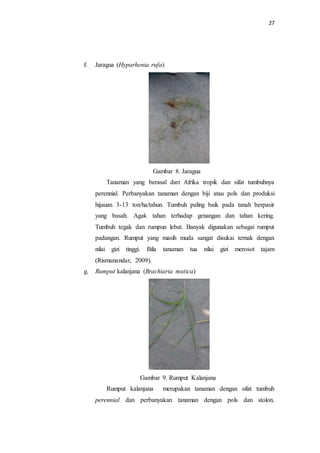 Pembahasan rumput | DOCX