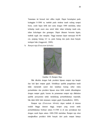 Pembahasan rumput | DOCX