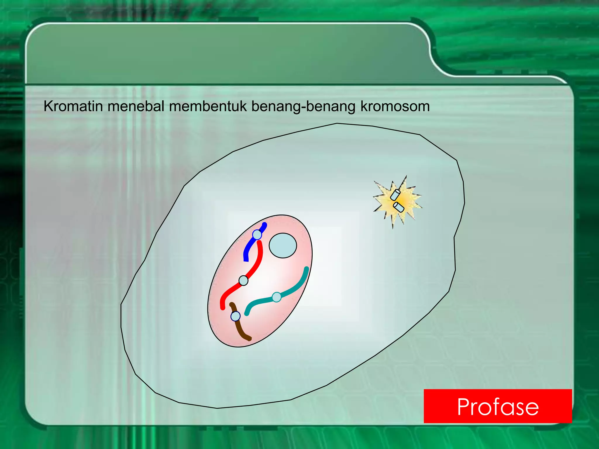 Pembelahan mitosis | PPTX