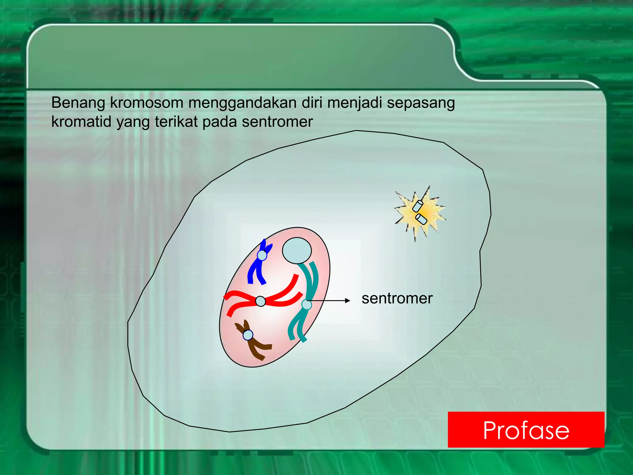 Pembelahan mitosis | PPTX