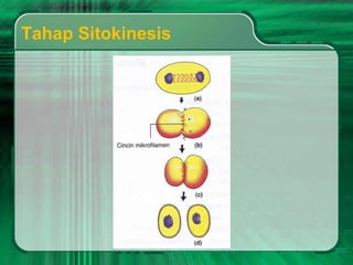 Pembelahan mitosis | PPTX