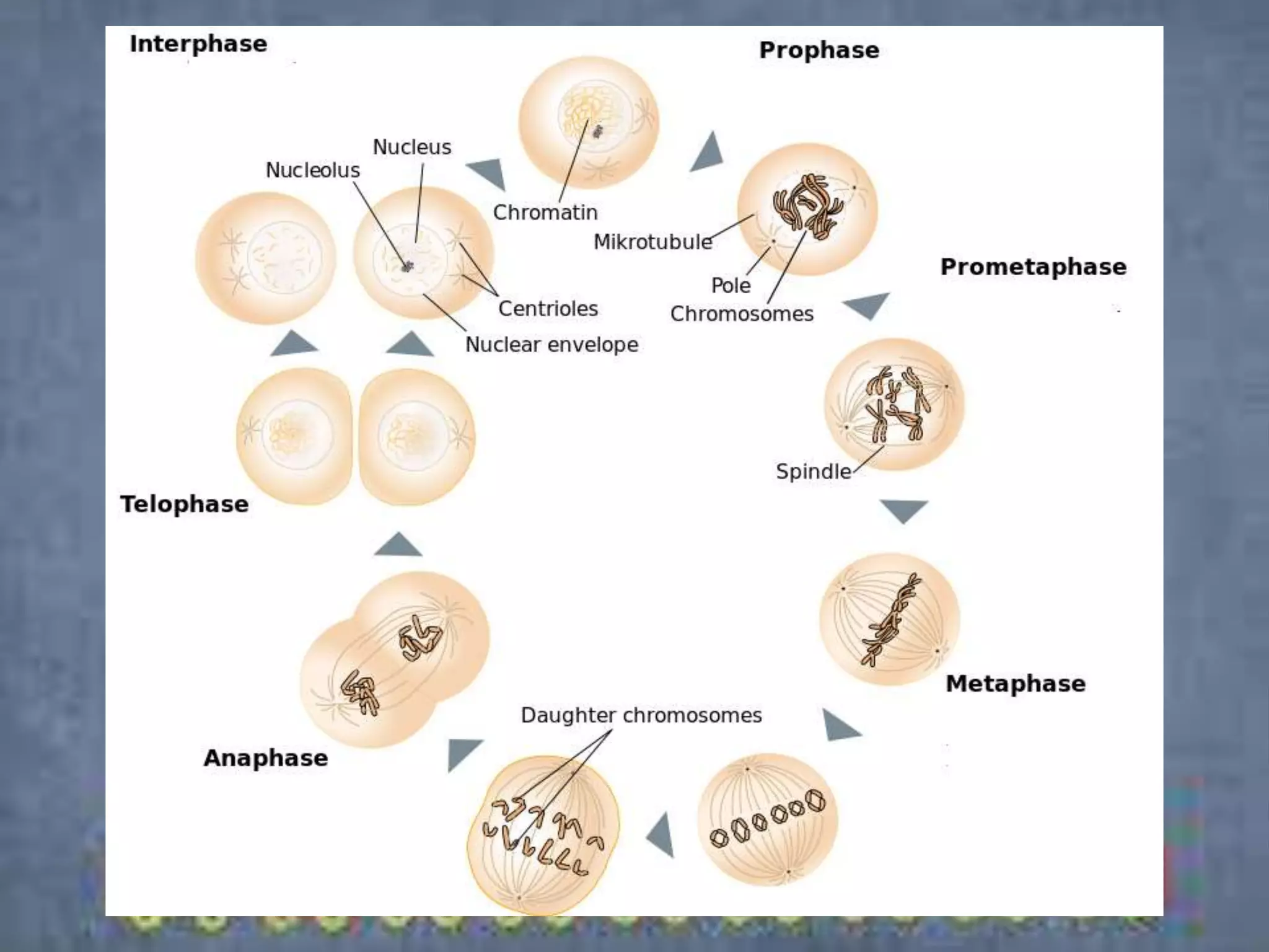 Pembelahan amitosis, mitosis, gametogenesis pada manusia, hewan, dan ...
