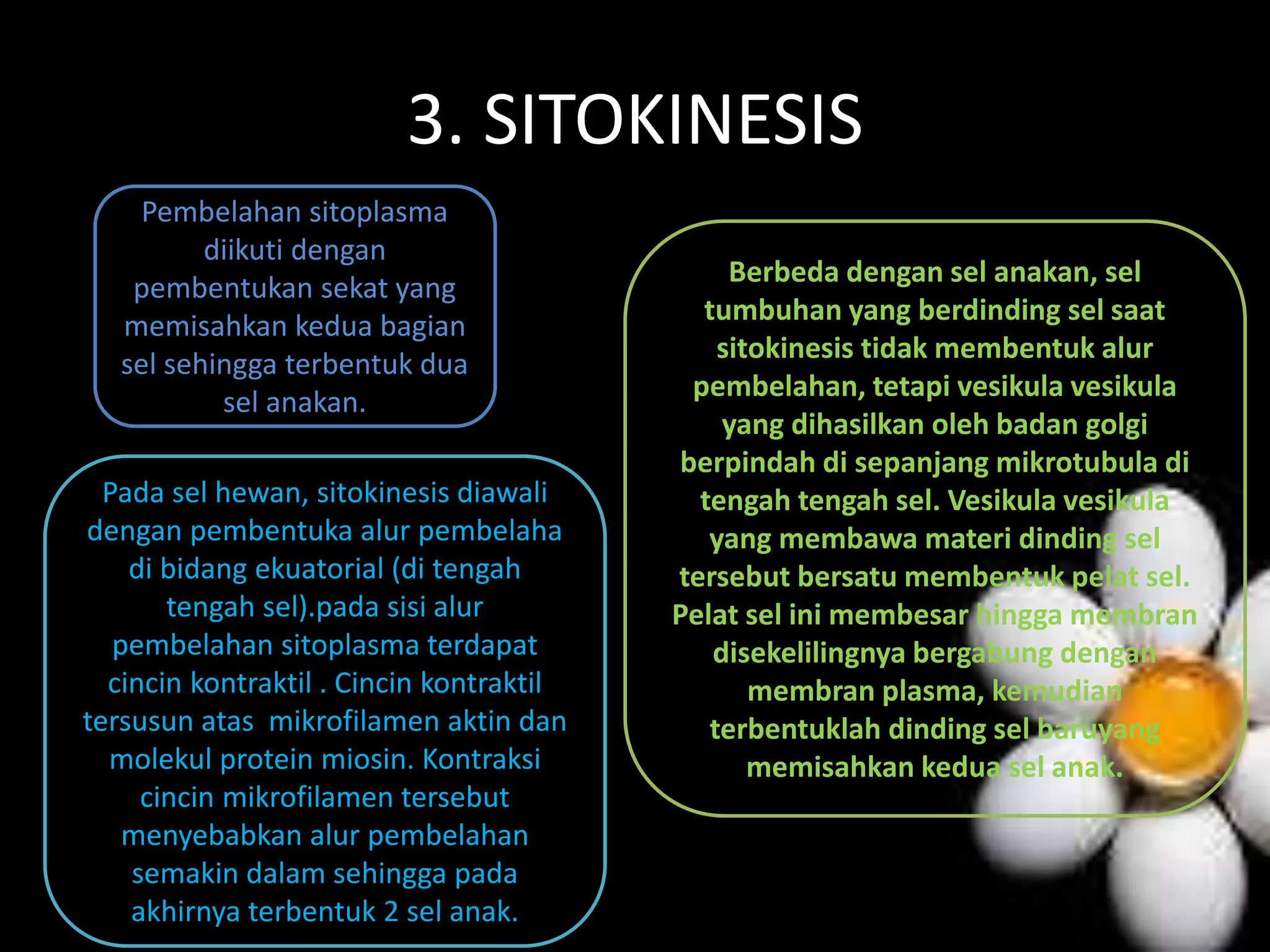 Pembelahan amitosis, mitosis, gametogenesis pada manusia, hewan, dan ...