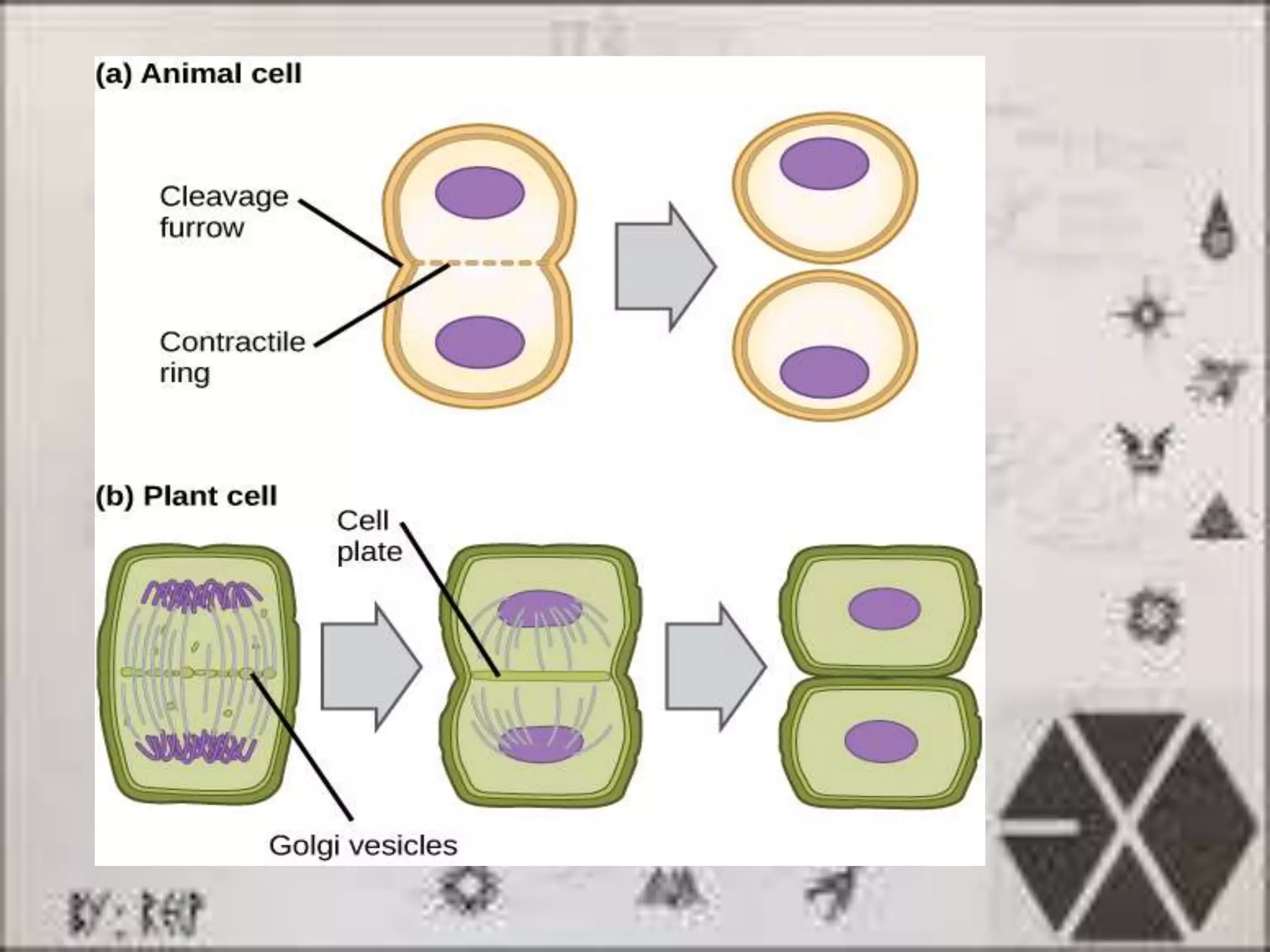 Pembelahan amitosis, mitosis, gametogenesis pada manusia, hewan, dan ...