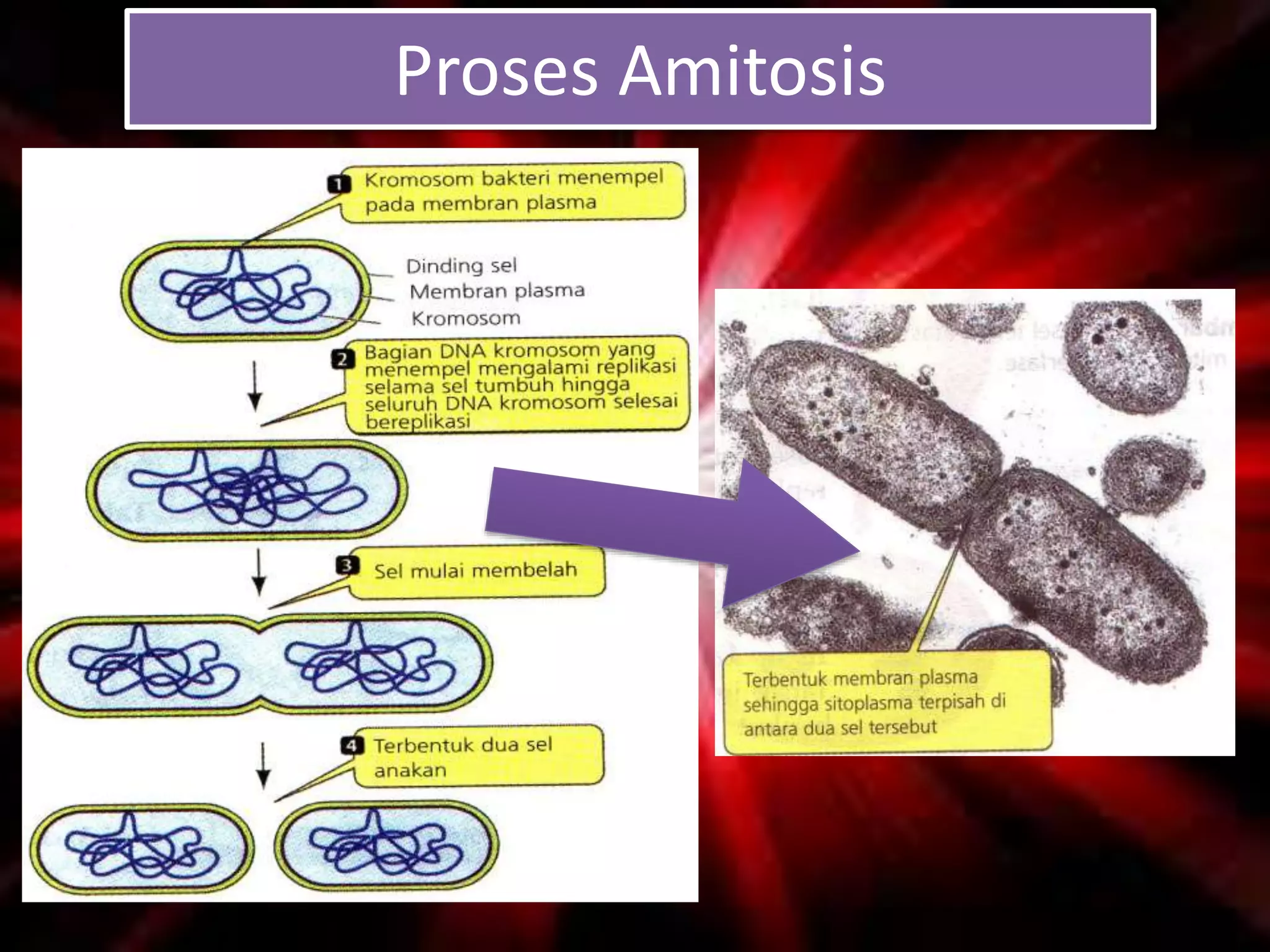 Pembelahan amitosis, mitosis, gametogenesis pada manusia, hewan, dan ...