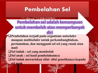 Pembelahan amitosis, mitosis, gametogenesis pada manusia, hewan, dan ...