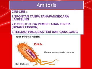 Pembelahan amitosis, mitosis, gametogenesis pada manusia, hewan, dan ...