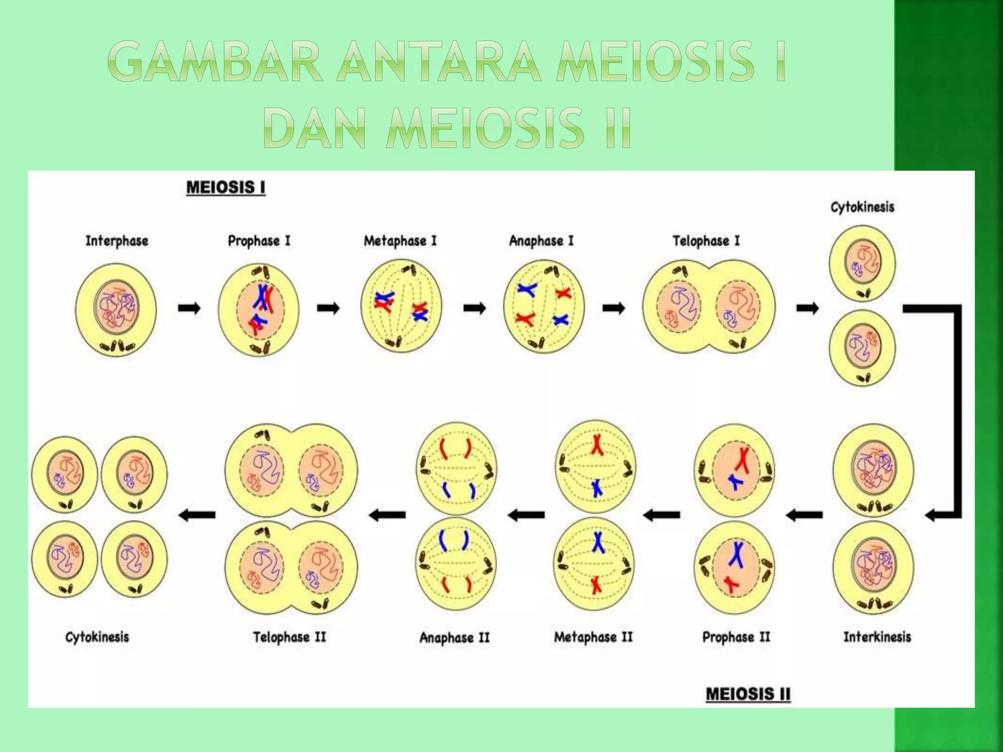 PRESENTASI BIOLOGI BAB Pembelahan sel SMA KELAS 12 KURIKULUM 2013 | PPTX