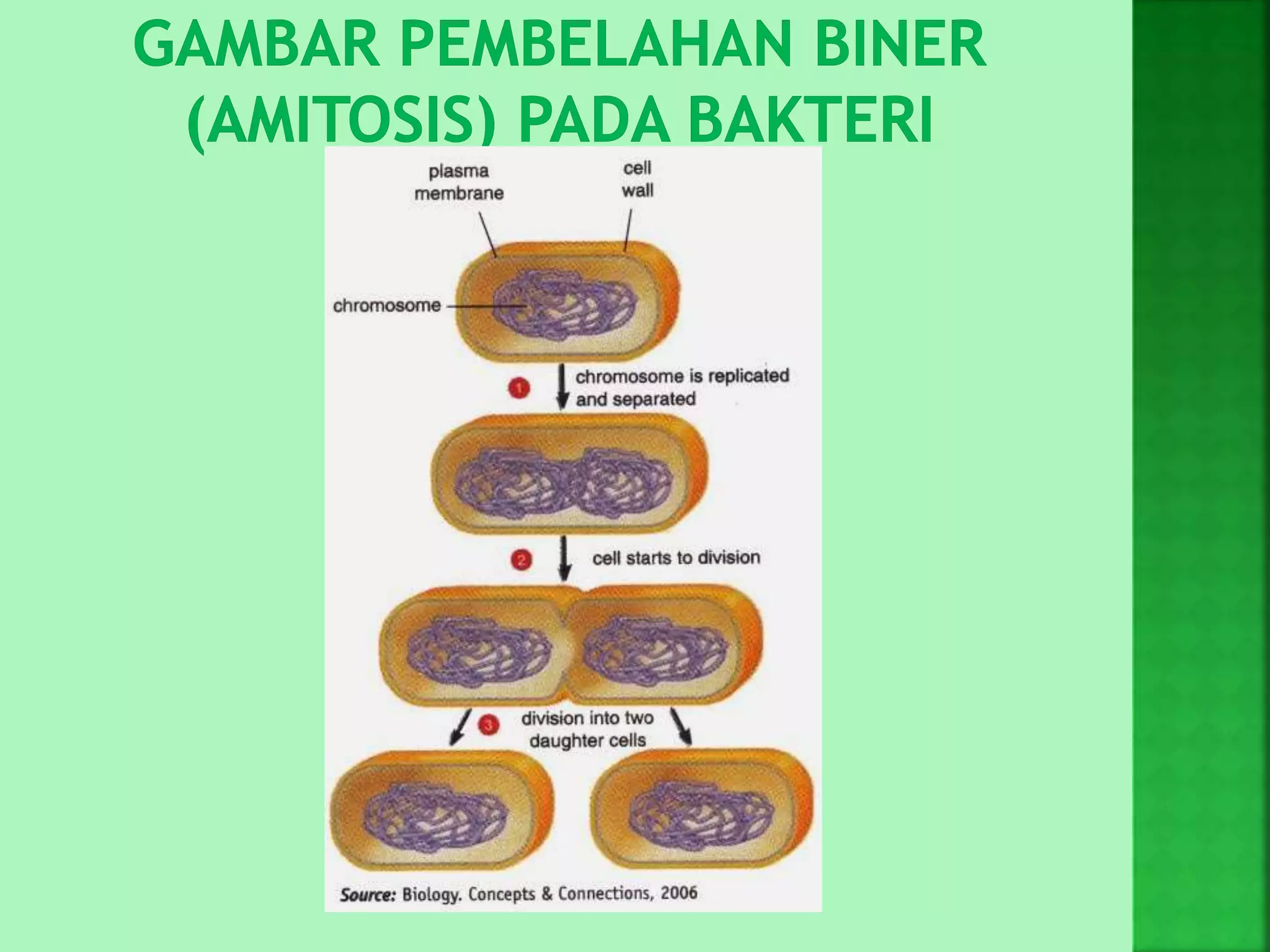 PRESENTASI BIOLOGI BAB Pembelahan sel SMA KELAS 12 KURIKULUM 2013 | PPTX
