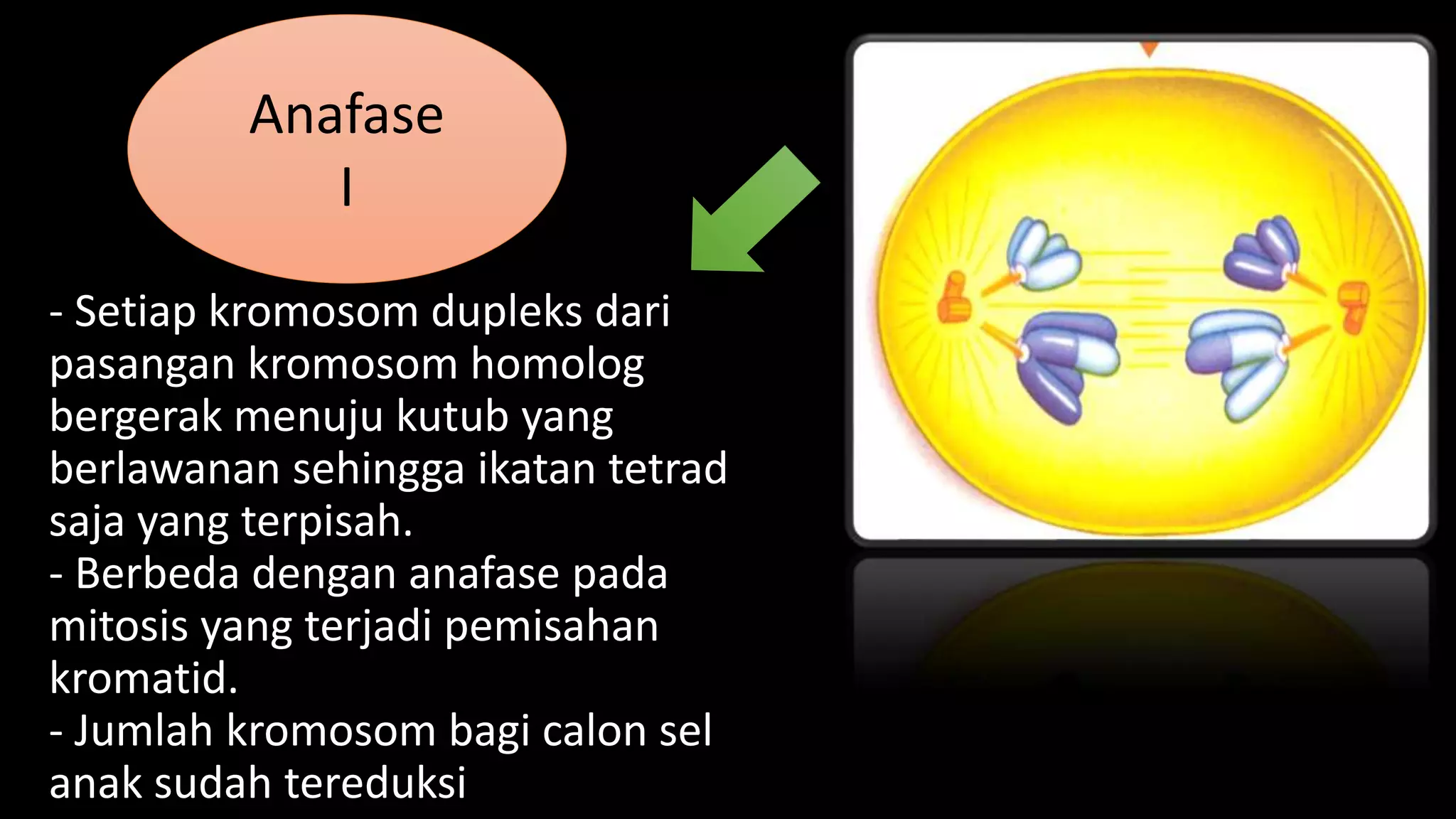 Pembelahan sel | PPTX