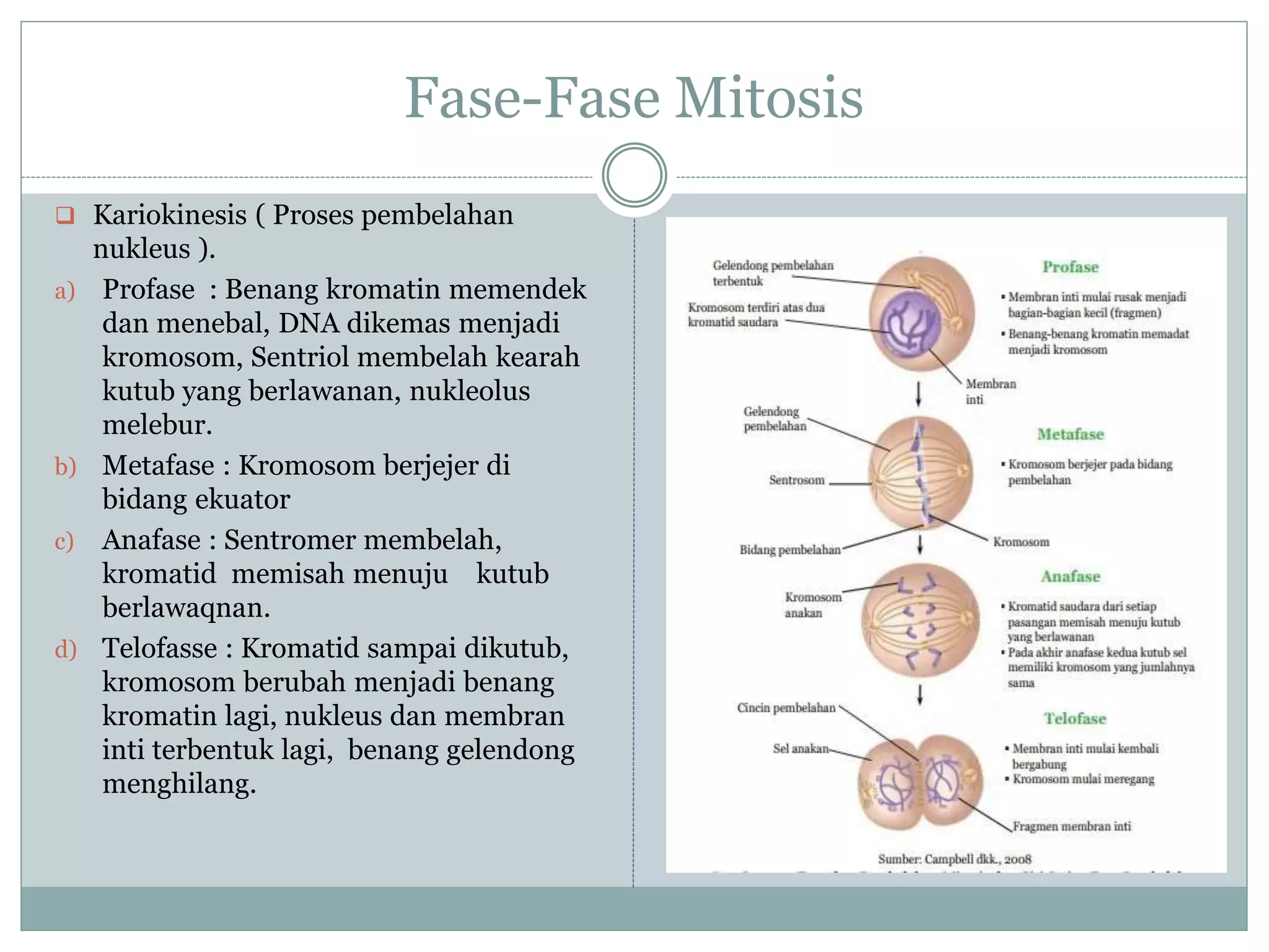 Pembelahan sel | PPTX