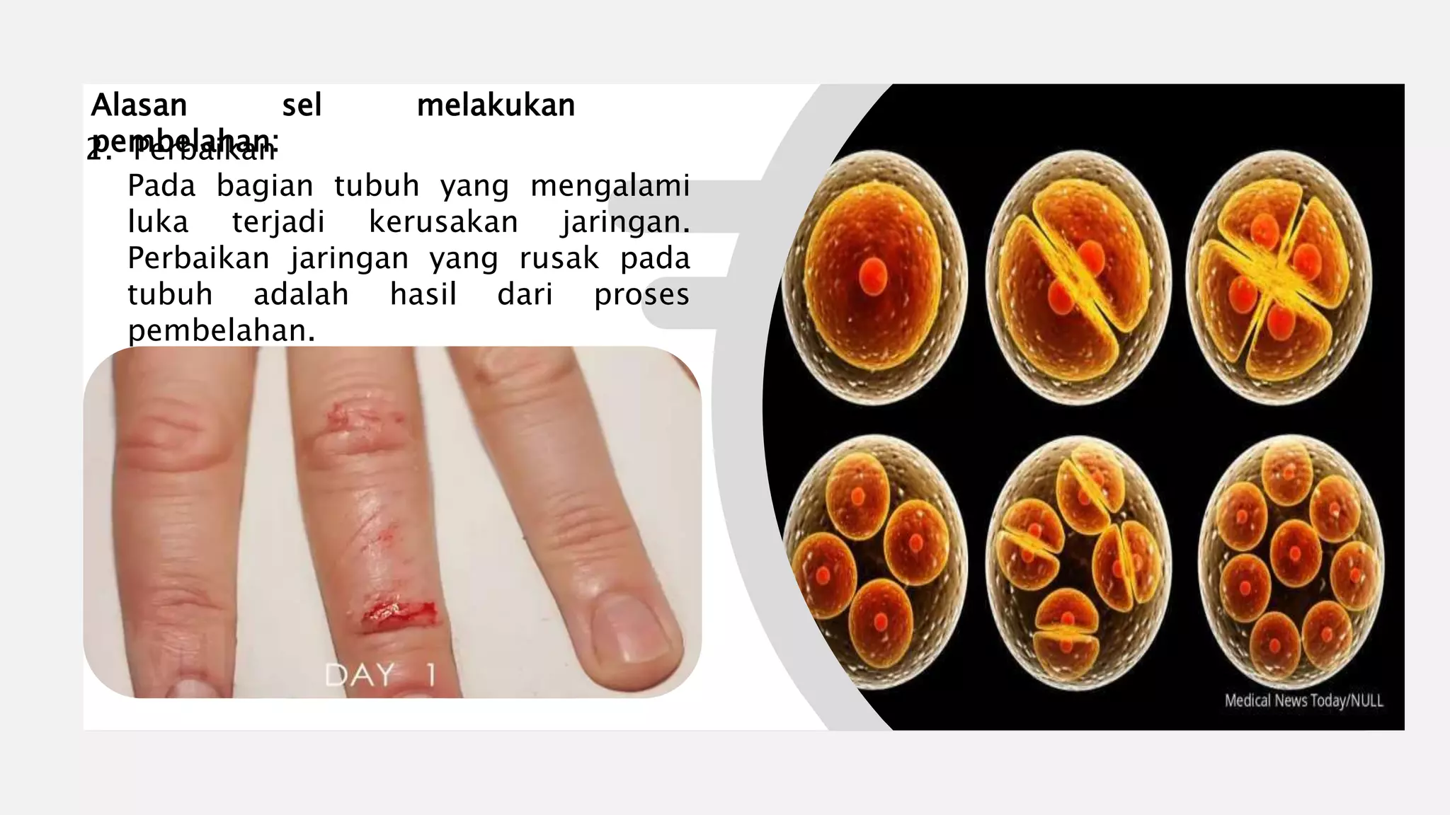 Pembelahan sel.pptx