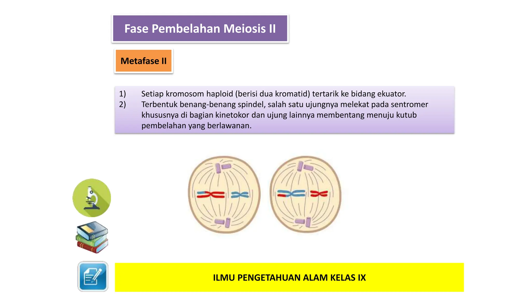 Pembelahan sel mitosis dan meosis materi kelas 9 | PPTX