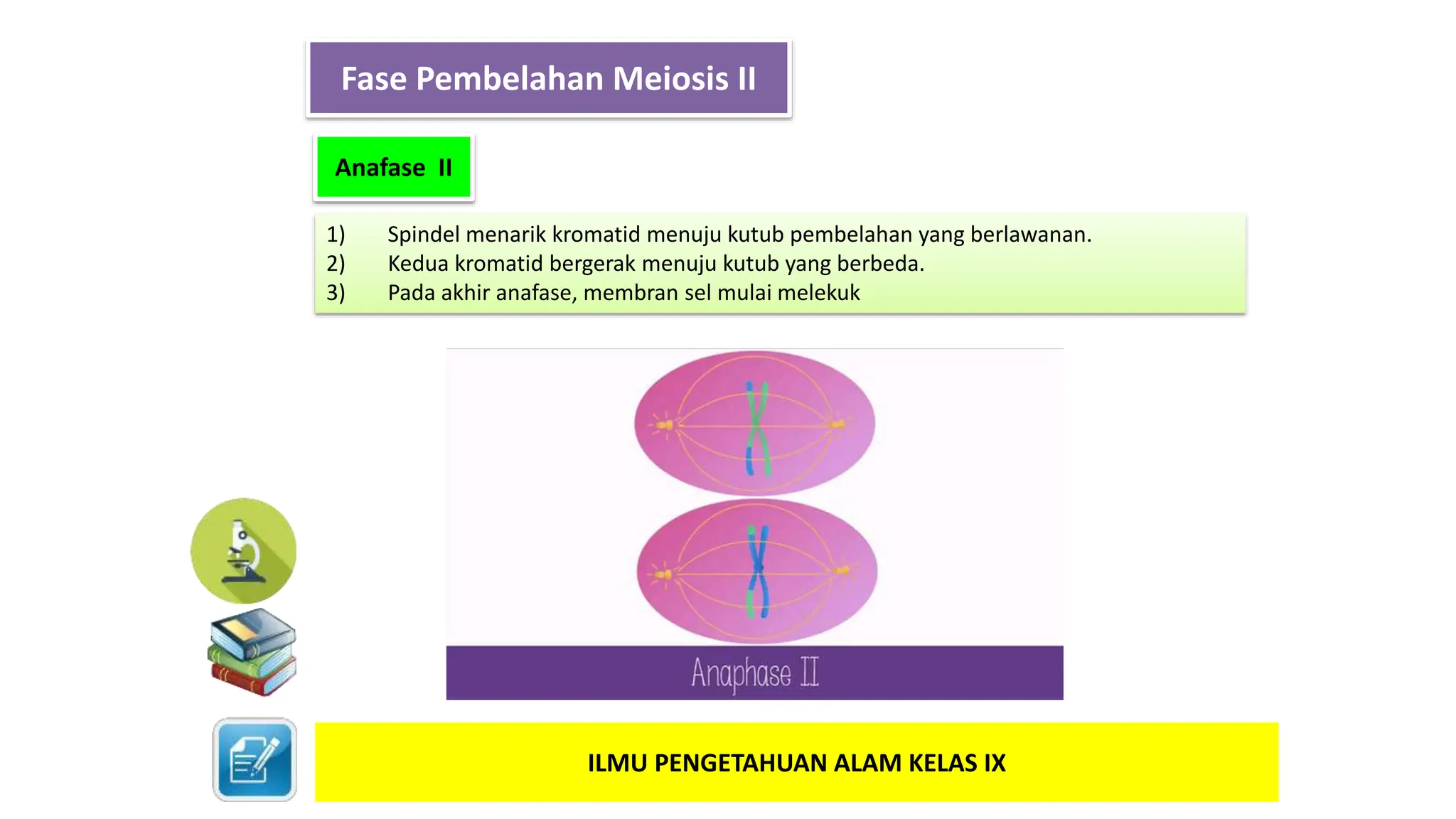 Pembelahan sel mitosis dan meosis materi kelas 9 | PPTX
